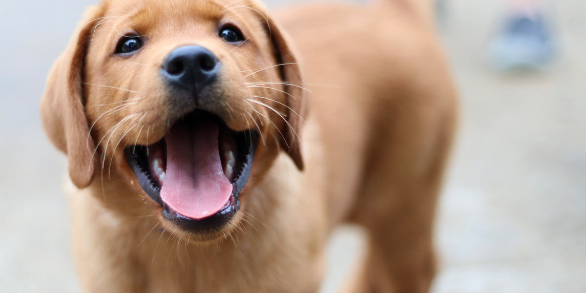 Pourquoi les chiens ont-ils des moustaches ? – ÉQUILIBRE & INSTINCT