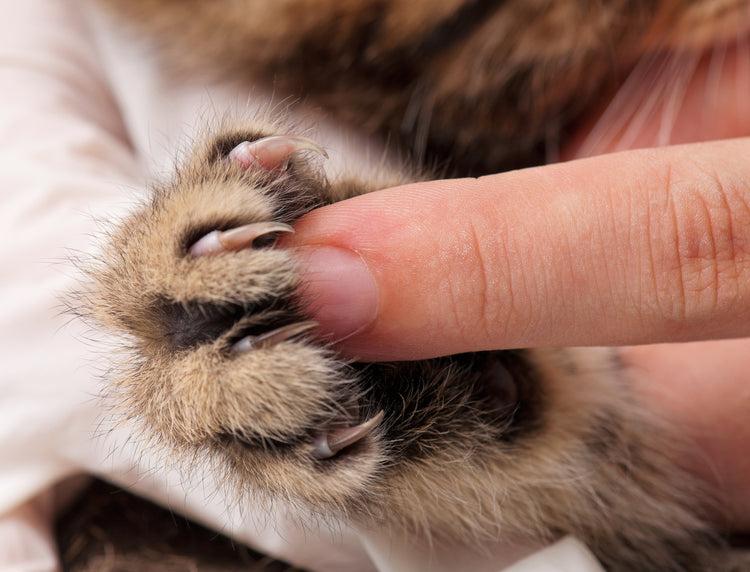 Les blessures au niveau des griffes du chat et savoir quoi faire ...
