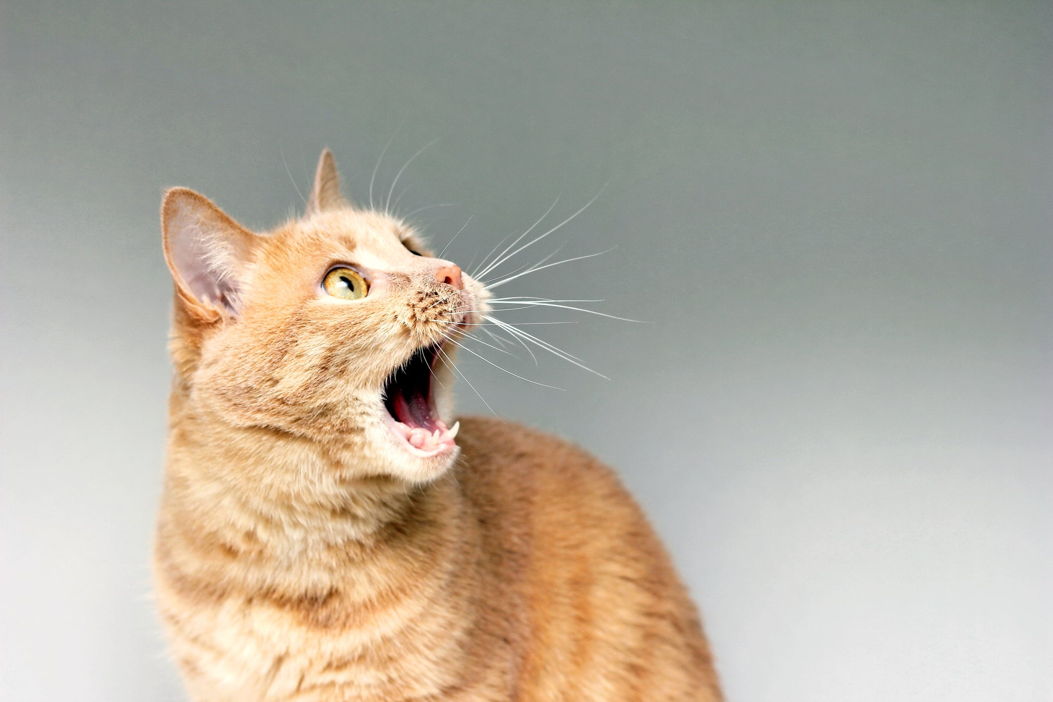 Mon chat a mauvaise haleine : comment y remédier ? – Équilibre & Instinct
