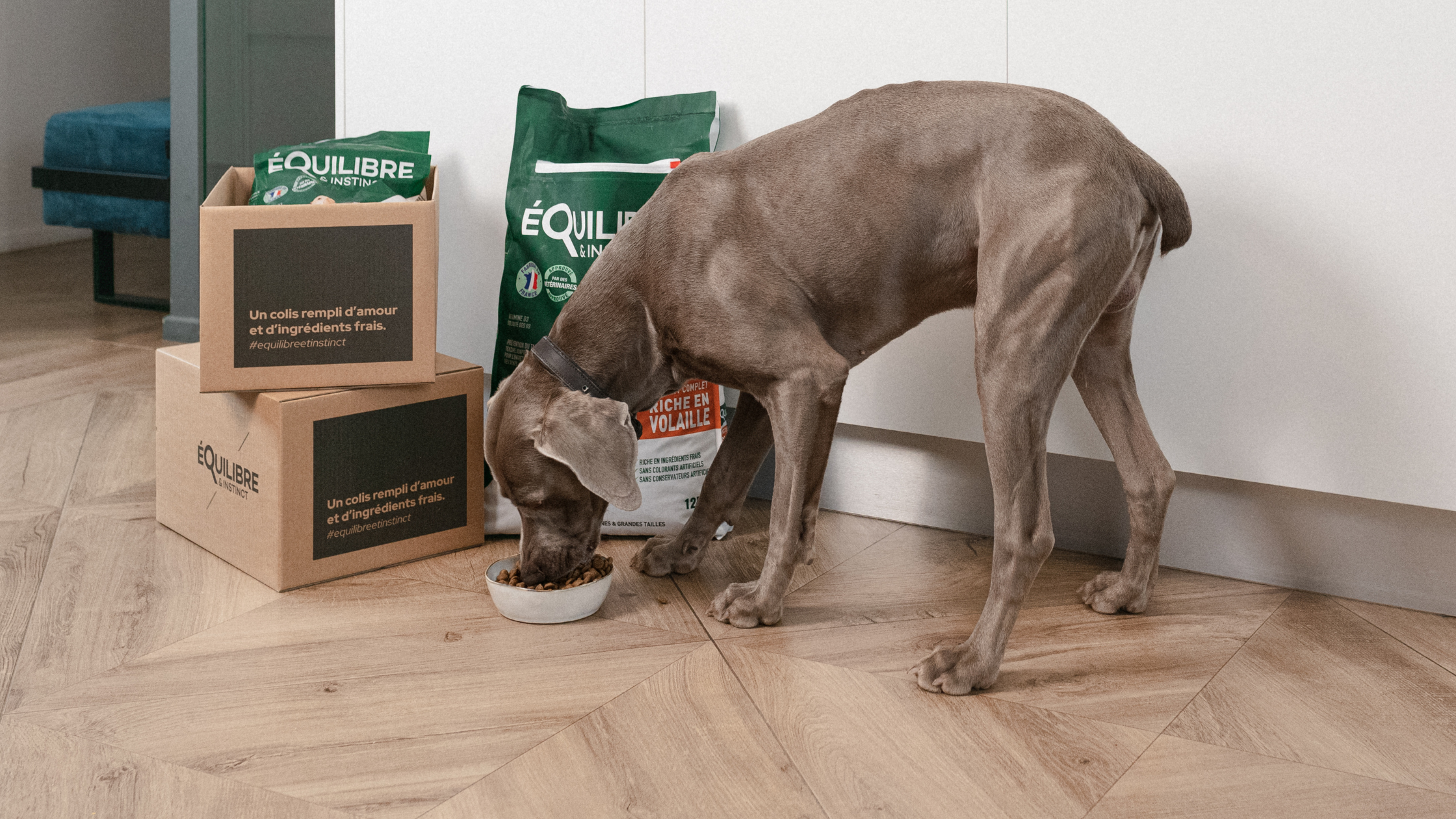 Conseils pour changer de croquettes pour mon chien – ÉQUILIBRE & INSTINCT