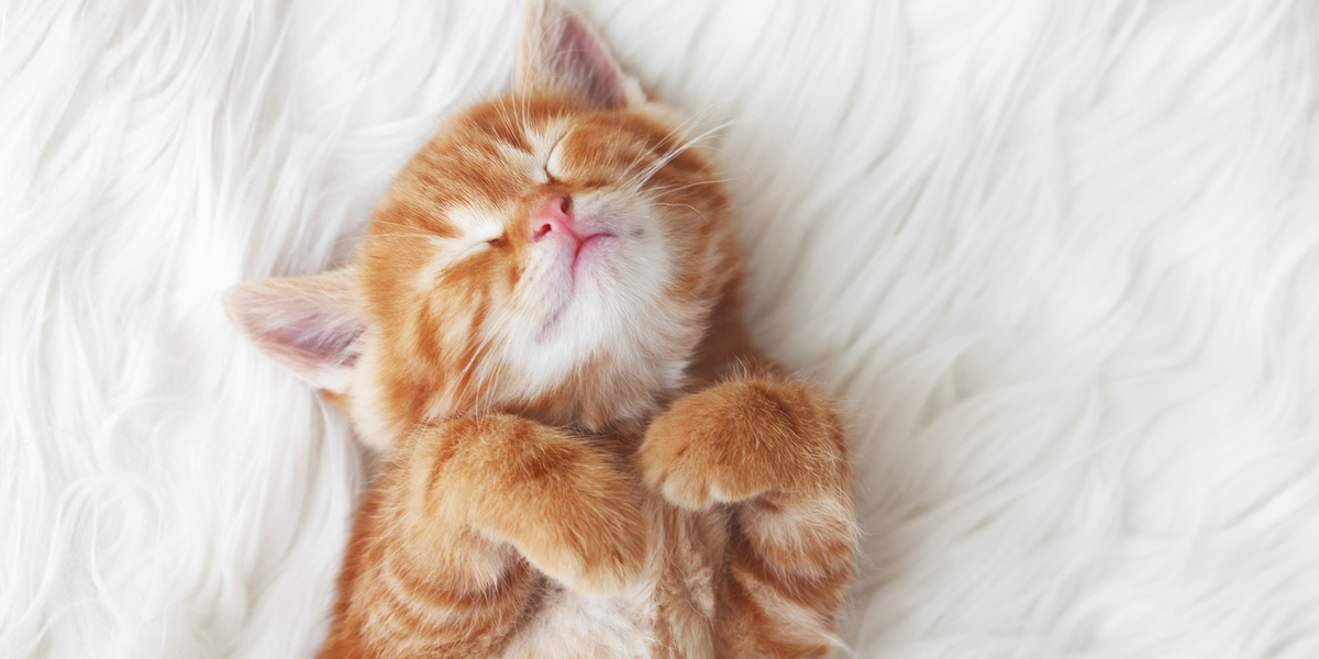 Le développement du chaton – ÉQUILIBRE & INSTINCT