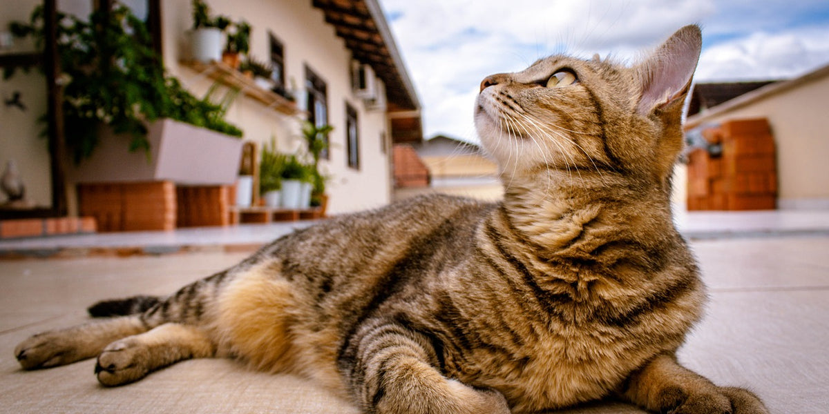 Chat diabétique : quelle alimentation lui donner ? – ÉQUILIBRE & INSTINCT